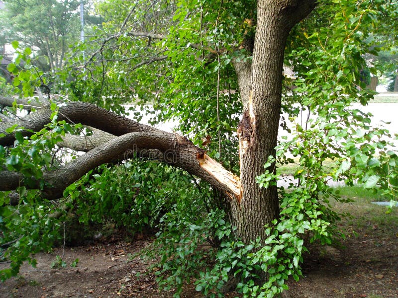 311 Split Pear Stock Photos - Free & Royalty-Free Stock Photos from ...