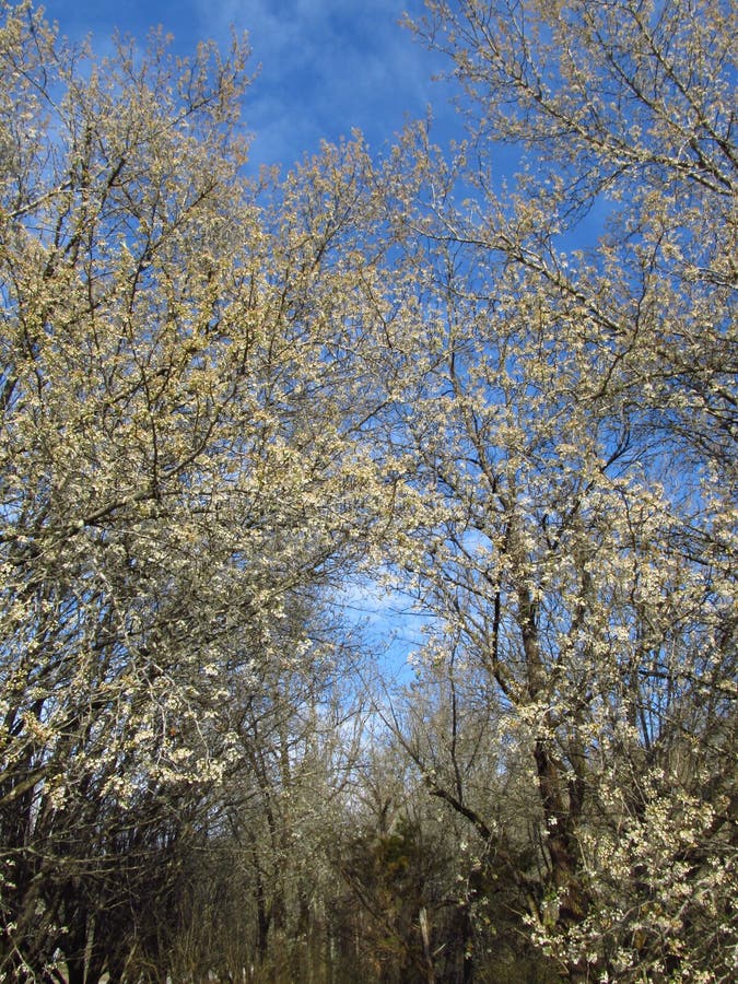 Bradford Pear Trees in Spring6 Stock Image - Image of nature, seasonal ...