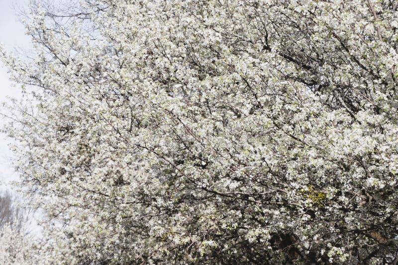 Bradford Pear Tree with White Flowers Side View Stock Photo - Image of ...