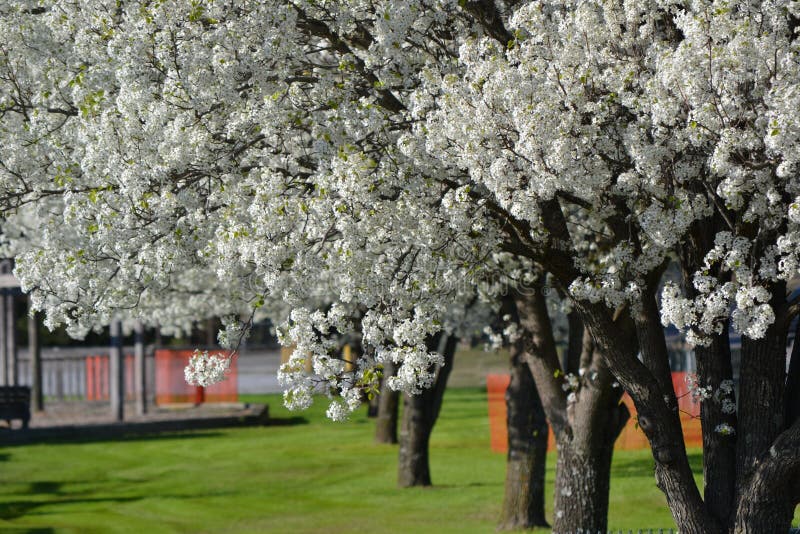 Bradford pear trees stock image. Image of green, blooms - 29561845