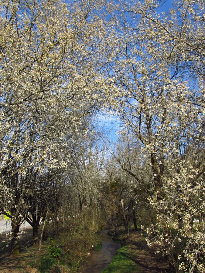 Bradford Pear Trees Along a Creek3 Stock Photo - Image of nature ...