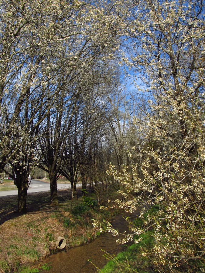 Bradford Pear Trees Along a Creek Stock Image - Image of tennessee ...