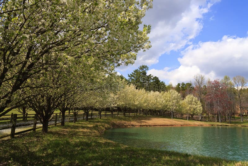 Bradford Pear Trees Blooming in the Spring Stock Photo - Image of ...