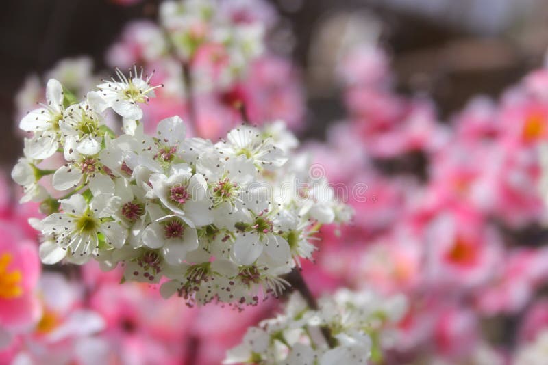 Bradford Pera-pera Com Flores. Flores Cor-de-rosa No Fundo Foto de ...
