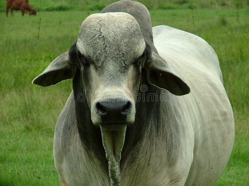 Brahma Bull stock photo. Image of grey, head, herd, farm - 1030824