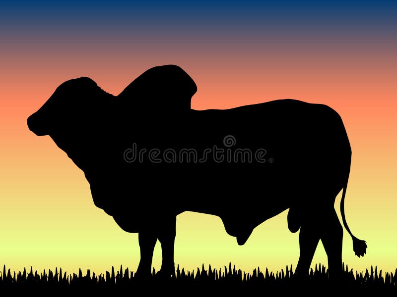Brahman Bull Stock Illustrations – 333 Brahman Bull Stock Illustrations ...