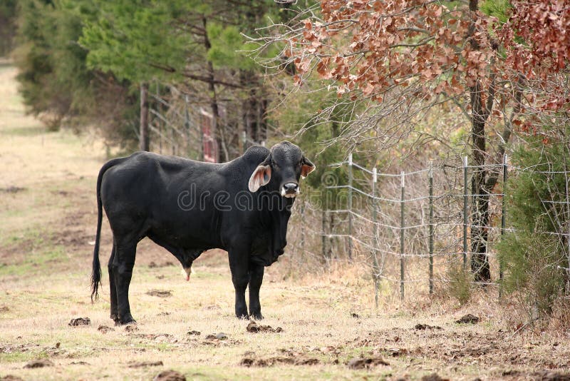 Brahma Bull stock photo. Image of herd, bull, farm, beef - 2433068