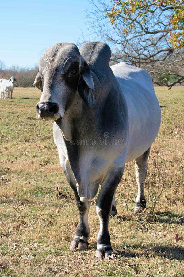 Brahma Bull stock image. Image of farming, ranching, bull - 20474691