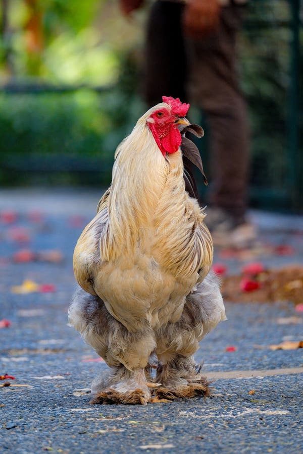 Ayam Ras Stock Photos - Free & Royalty-Free Stock Photos from Dreamstime