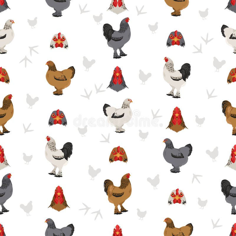 Brahma Chicken Breeds Seamless Pattern. Poultry and Farm Animals Stock ...