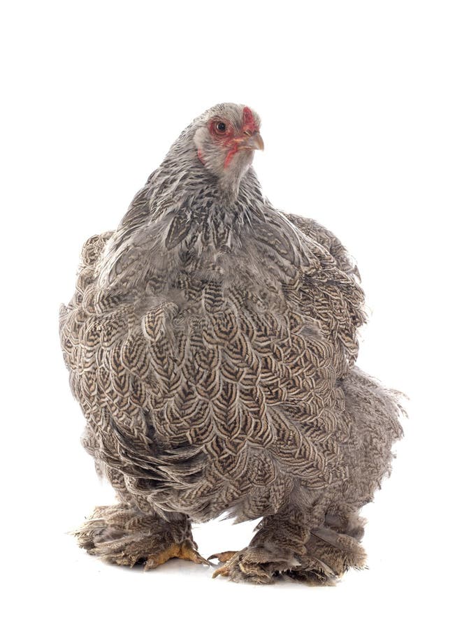Big Brahma Chicken With Two Baby Chicks Stock Photo - Image of ...