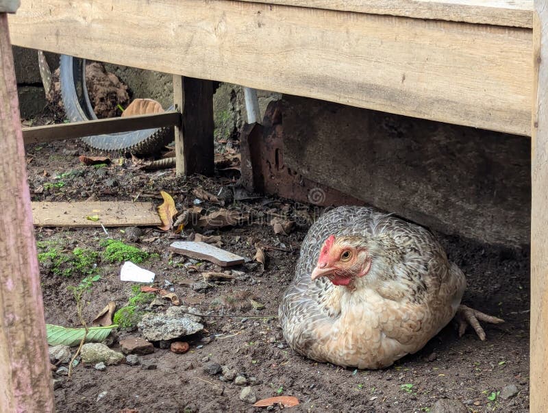 Brahma chicken is sleeping stock photo. Image of waterbird - 346580262