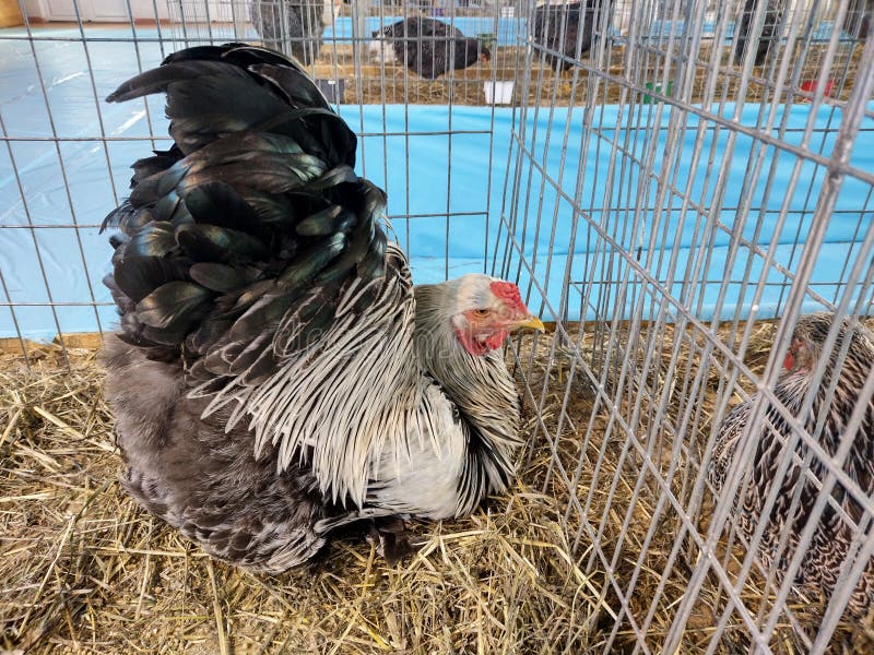 Brahma Chicken Straw Cage Stock Photos - Free & Royalty-Free Stock ...