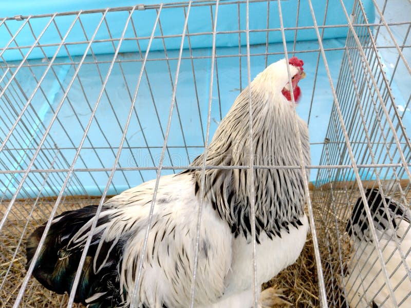 Brahma Chicken Straw Cage Stock Photos - Free & Royalty-Free Stock ...