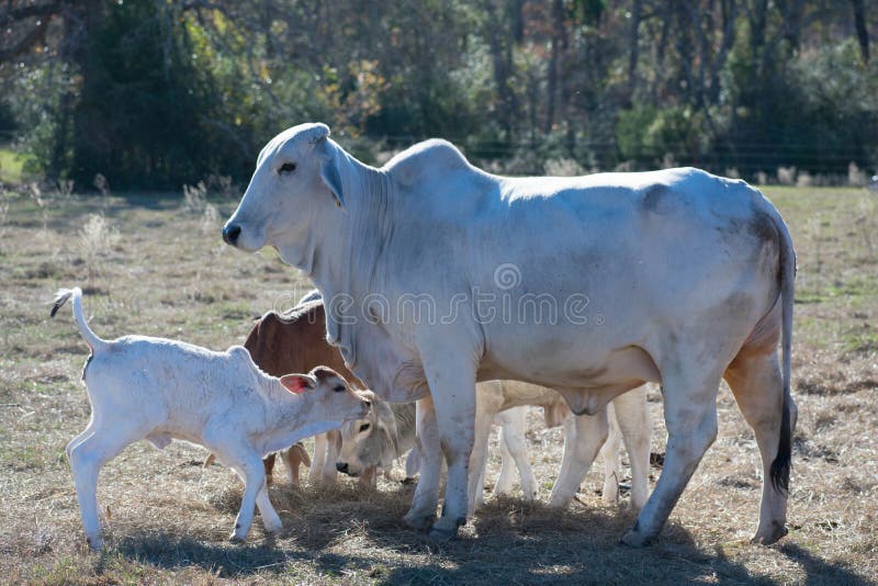 Brahma Cow and Calf Close Up Stock Image - Image of farm, green: 108449499