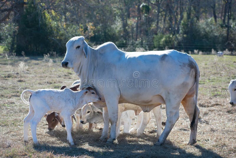 Brahma Cow and Calf Close Up Stock Image - Image of beautiful, hair ...