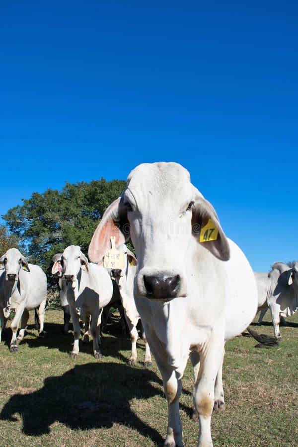 Brahma Cow Close up stock image. Image of beef, beauty - 108274909