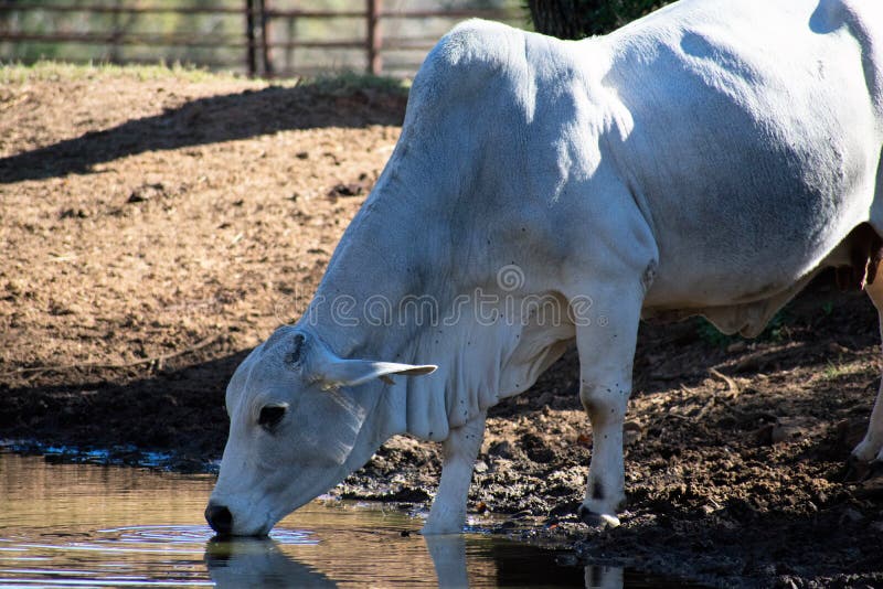 Single Brahma Cow stock photo. Image of elegant, drink - 105810728
