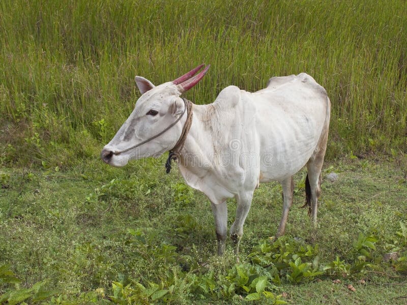 Brahma cow in india stock image. Image of green, animal - 11941749