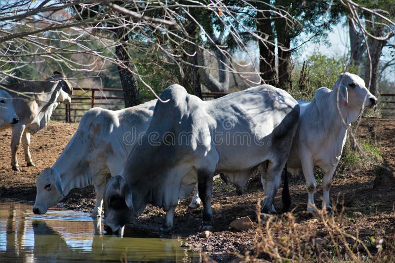Brahma Cows Drinking stock photo. Image of color, fall - 105810562