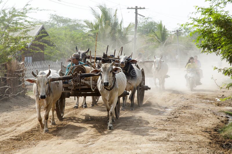 Cattle Cart on Dirt Road editorial photo. Image of cart - 30147516