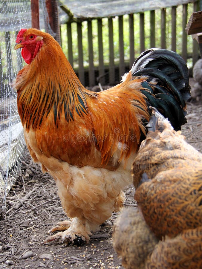 Brahma-Hahn stockfoto. Bild von glücklich, majestätisch - 39035404