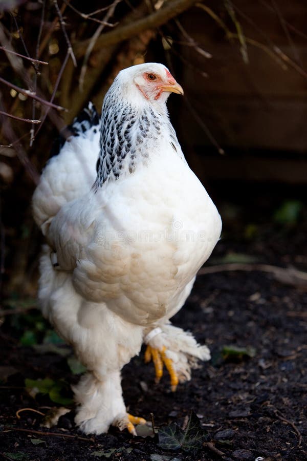 Brahma hen stock photo. Image of adorable, white, farmanimal - 13600422