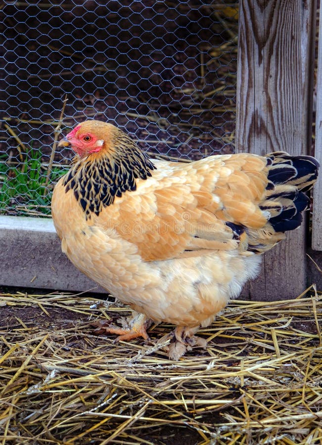 Brahma-Huhn stockfoto. Bild von huhn, brahma - 39242860
