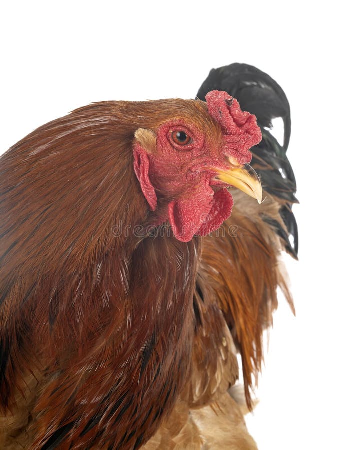 Brahma Huhn und Küken stockfoto. Bild von hintergrund - 179099926
