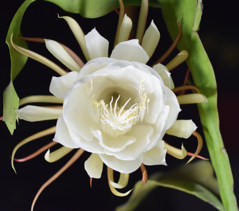 Brahma Kamal a Rare Flower Night Blooming Cereus, Queen of the Night ...