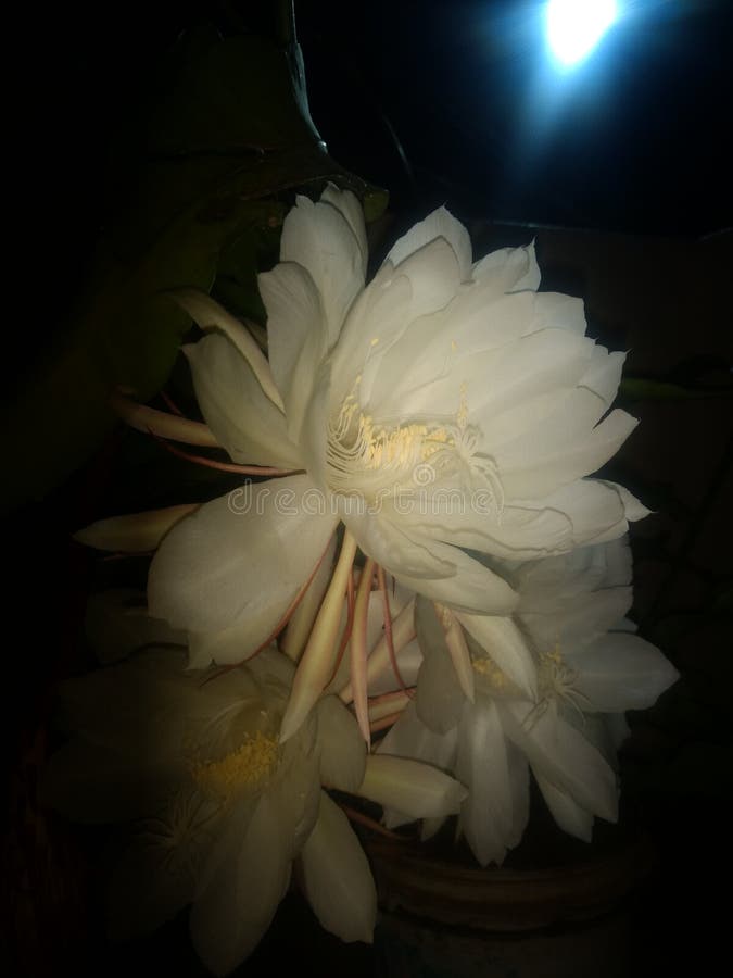 Brahma Kamala stock image. Image of system, critic, rare - 111044467