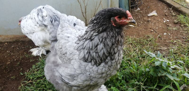Brahma pollo de cerca imagen de archivo. Imagen de ganso - 227255881
