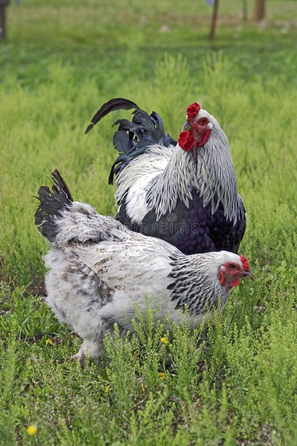 Haan, brahma (kip) stock foto. Image of vogel, binnenlands - 38293806