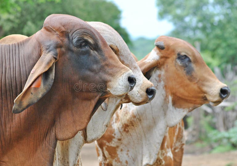 The 3 Brahman Brothers stock photo. Image of rural, steer - 98351108