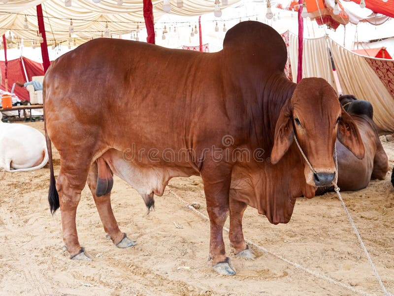 Brahman Brown Cow Standing in Cattle Market Stock Photo - Image of beef ...