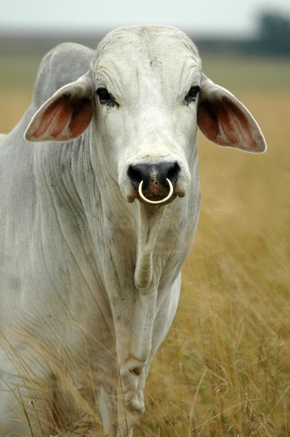 Brahman bull stock photo. Image of farm, copper, cattle - 328482