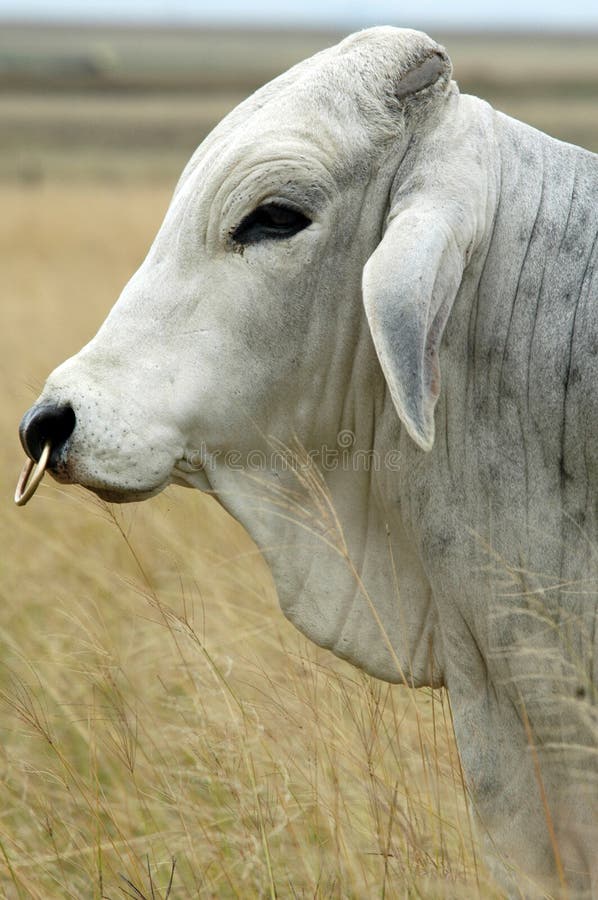 Brahman Bull stock image. Image of whitebrahman, portrait - 373403