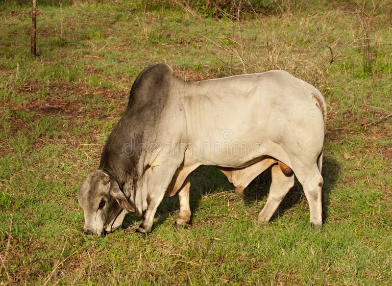 Sanga bull stock image. Image of large, domesticated - 33020769