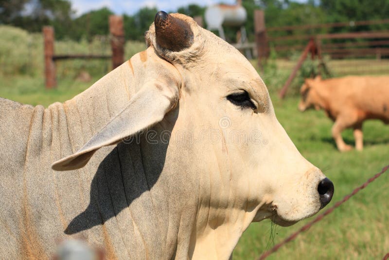 Brahman Bull - side view stock image. Image of brahman - 3134269