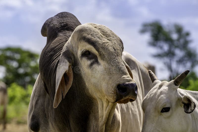 Portrait of Brahman Bull and White Cow Stock Photo - Image of cattle ...