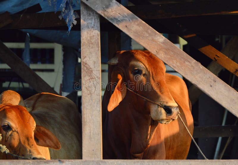 Brahman cattle in byre stock photo. Image of male, animal - 63725530