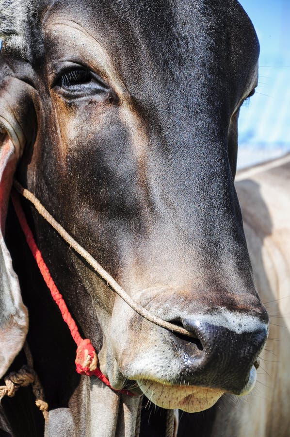 Brahman Cattle Face Details (Bos Indicus). Stock Image - Image of ...