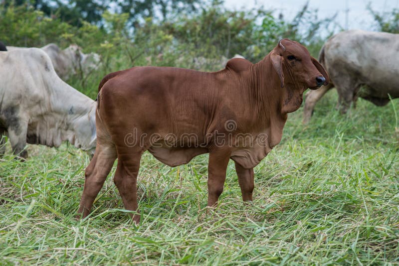 Brahman Cattle In A Green Field Stock Photo - Image of indian, indicus ...