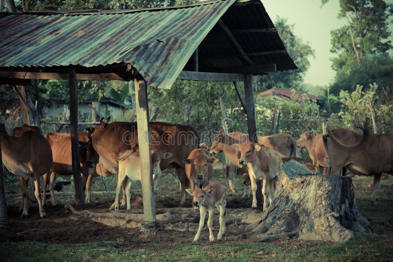 Brahman Cattle in stables stock photo. Image of brown - 108258728