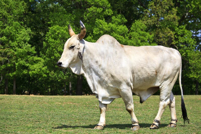 412 Brahman Zebu Stock Photos - Free & Royalty-Free Stock Photos from ...