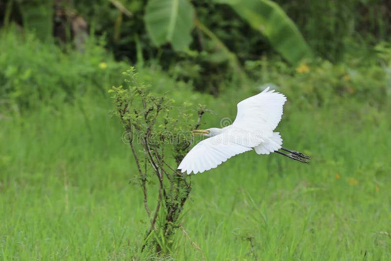 Brahman Cow with Bubulcus Coromandus Stock Photo - Image of leaf ...