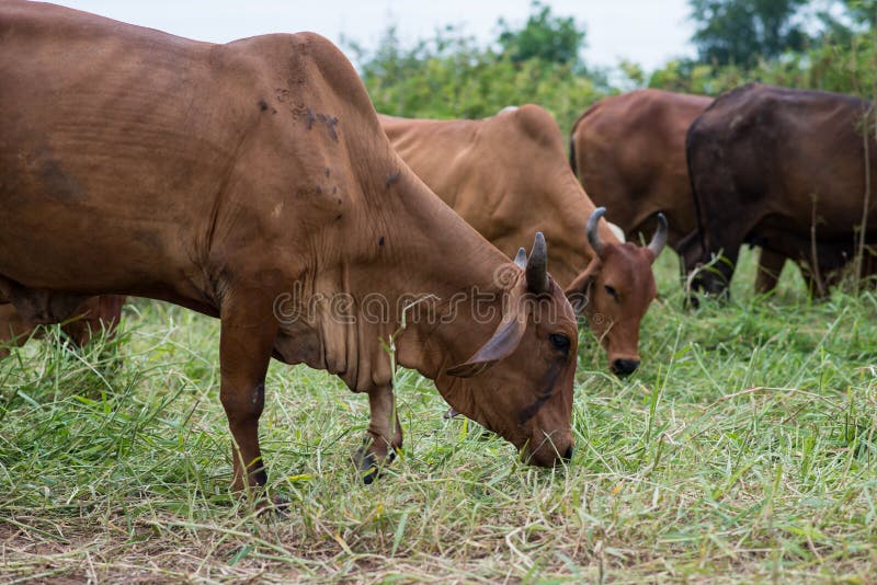 Brahman Cow at a Cattle Farm or Ranch Stock Photo - Image of valley ...