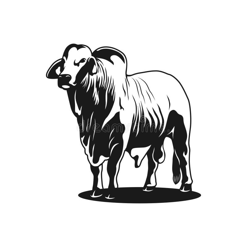 Brahman Bull Stock Illustrations – 160 Brahman Bull Stock Illustrations ...