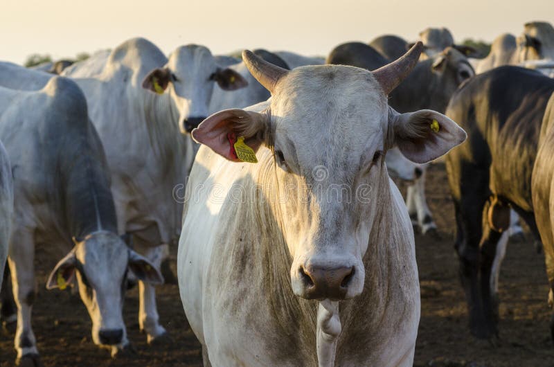 Portrait of Brahman Cow in Corral Looking at the Camera with Angry Face ...