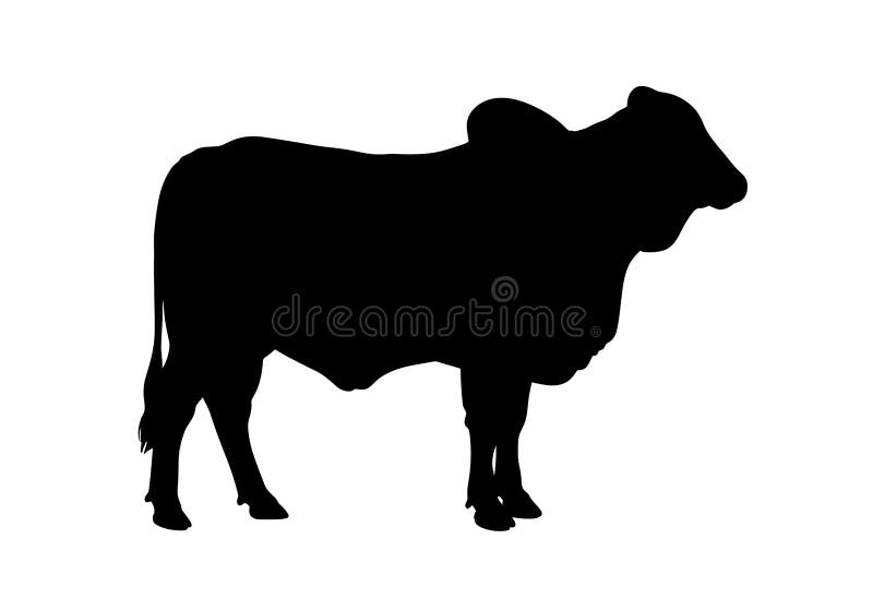 Brahman Cow Silhouette stock vector. Illustration of dairy - 377445428